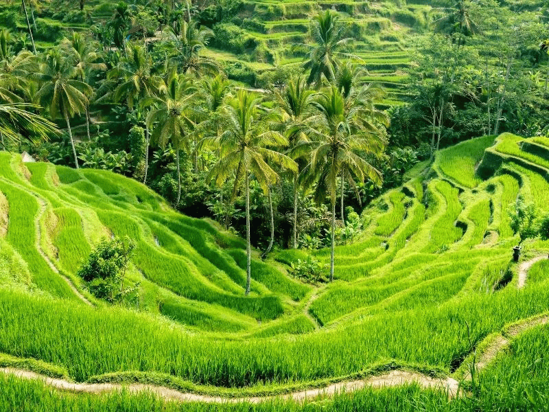 Indonesien Reisen - Vulkane, Tempel & Strände 💚 erlebe Indonesien